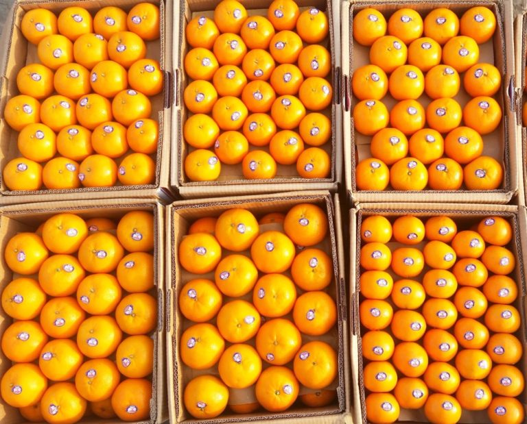 Pakistan Mandarins Kinnow | Sadruddin & Co.